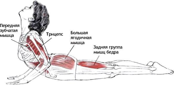 Упражнение для улучшения работы почек и системы пищеварения Lifestyle